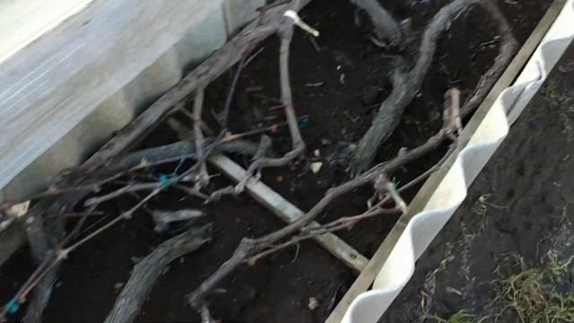 Обзор виноградника в марте 2020 год. Часть 2