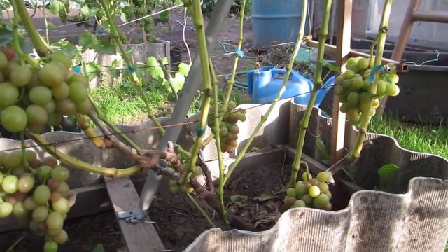 Обзор виноградника на 09.09.2018 г. (часть 2)