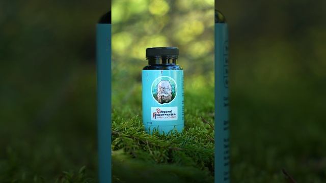 Ежовик Гребенчатый