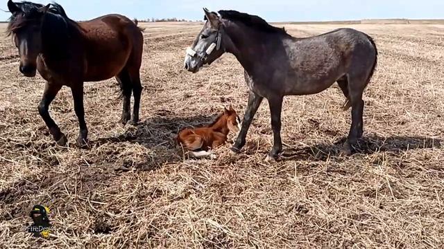Пожарные спасли новорождённого жеребёнка