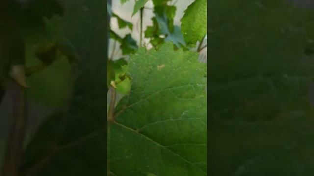 Виноград в теплице, Июнь 2019.