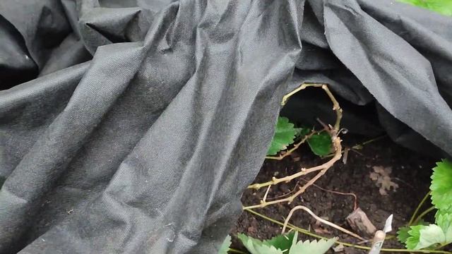 Сентябрь 2022. Обзор виноградника, зеленые операции, вызревание древесины на  молодых кустах.