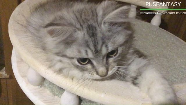 Енисей  RusFantasy