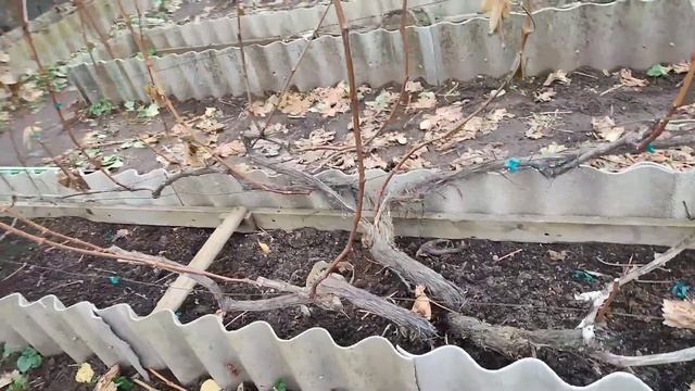 Октябрь 2022. Обрезка взрослого куста. Часть 2.