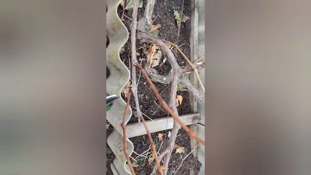 Октябрь 2022. Обрезка взрослых кустов винограда. Часть 1