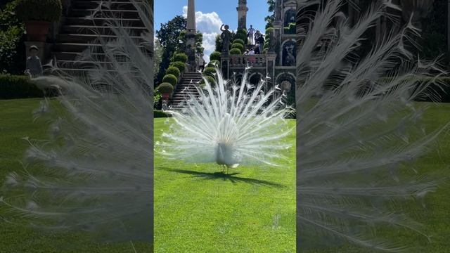 Италия. Красивый белый павлин в саду дворца Борромео