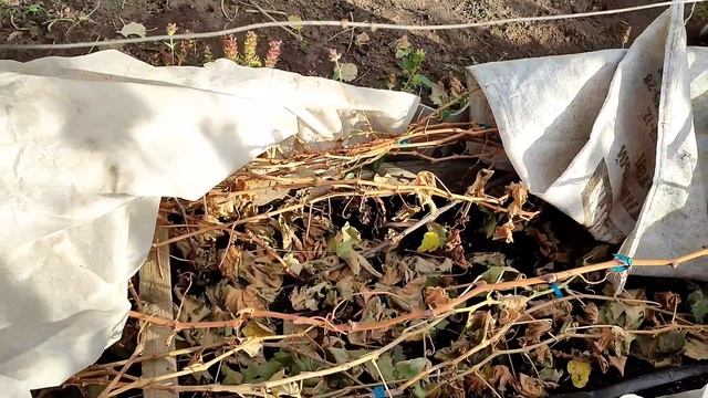 Виноградник в сентябре. 29.09.2021.Подготовка к зиме.