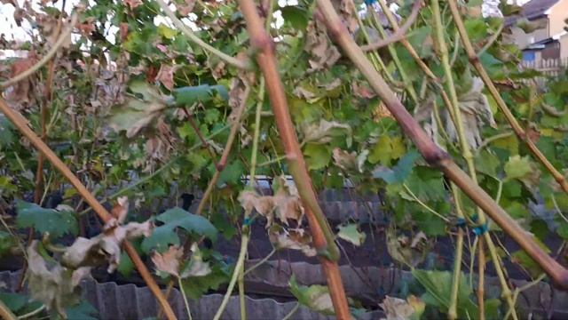 Обзор виноградника. Октябрь. Часть 3