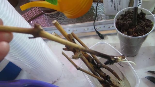 Осеннее укоренение черенков винограда.24.11.2018