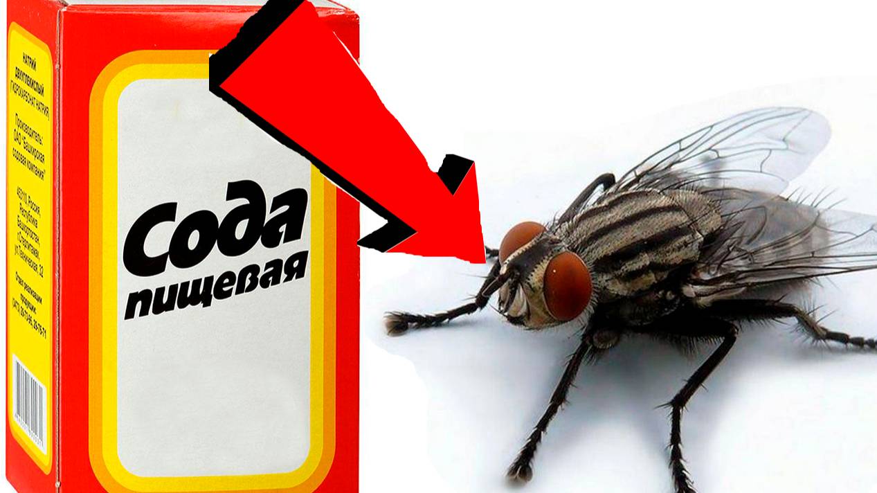 Как избавиться от мух за 3 секунды!!!!!!.