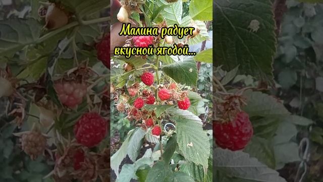 Золотой листопад.mp4