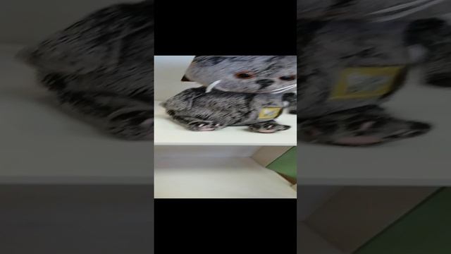 Басик  в  библиотеке