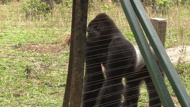 Африка.Камерун.Мефу. Реабилитационный центр животных.