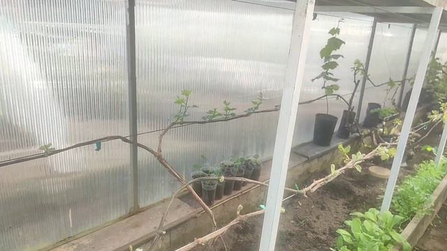 Апрель 24 год. Виноград  в ОГ и теплица.