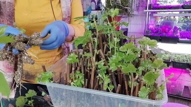 Обзор укорененных черенков.