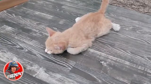 Пожарные спасают котов от холода. Firefighters save cats from the cold