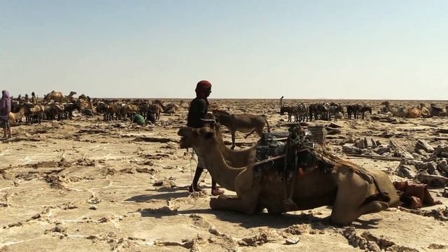 АФАРЫ.  ЭФИОПИЯ