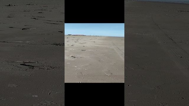 Мертвая рыба на побережье