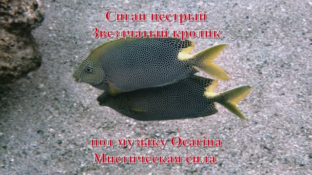 27. Сиган пестрый Звездчатый кролик под музыку Ocarina Мистическая сила