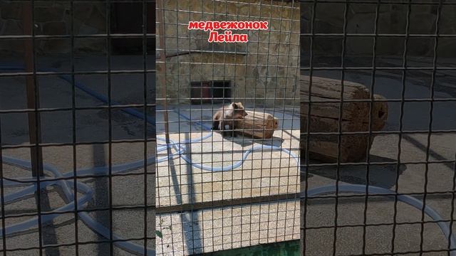 Тайган - 16-08-24 - медвежонок Лейла