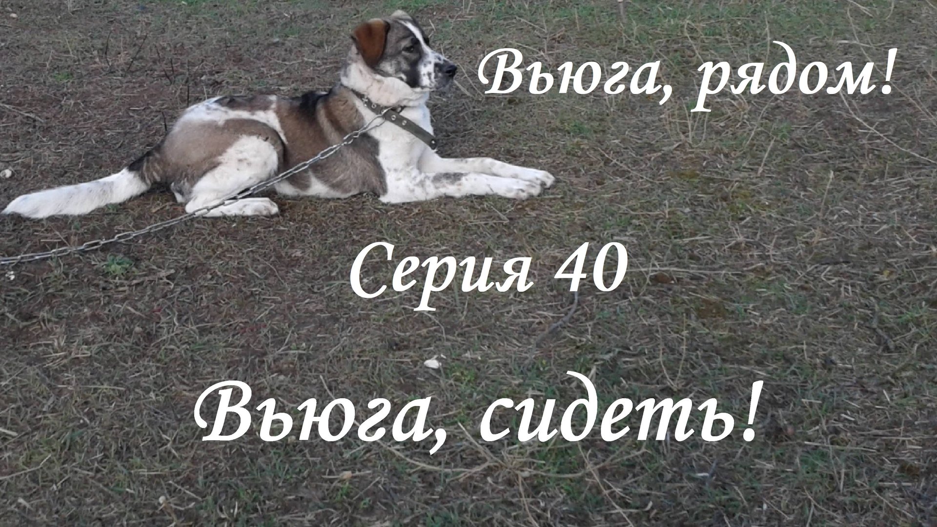 "Вьюга, рядом!" 40 серия "Вьюга, сидеть!"