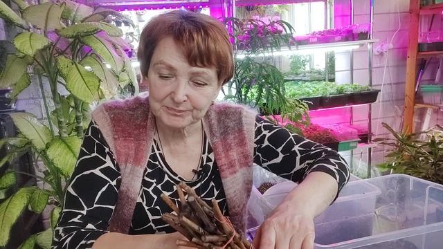 Подготавливаю черенки к укоренению. 2024 февраль 8