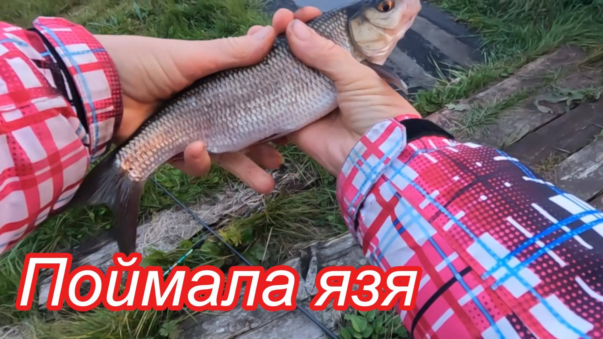 Приготовила свою прикормку. Наловила много рыбы, в том числе язя