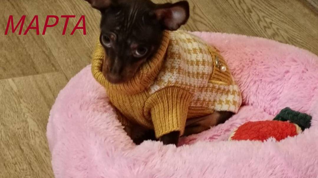 Щенок русского тоя Марта| 3 месяца| Первый день дома