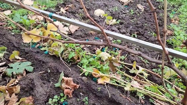 Октябрь 2022. Обрезка молодых кустов. Часть 2