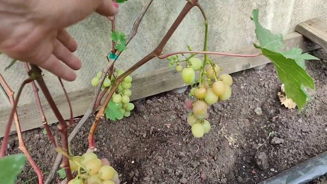 16.08.2023.Виноград открытый грунт. Часть 2.