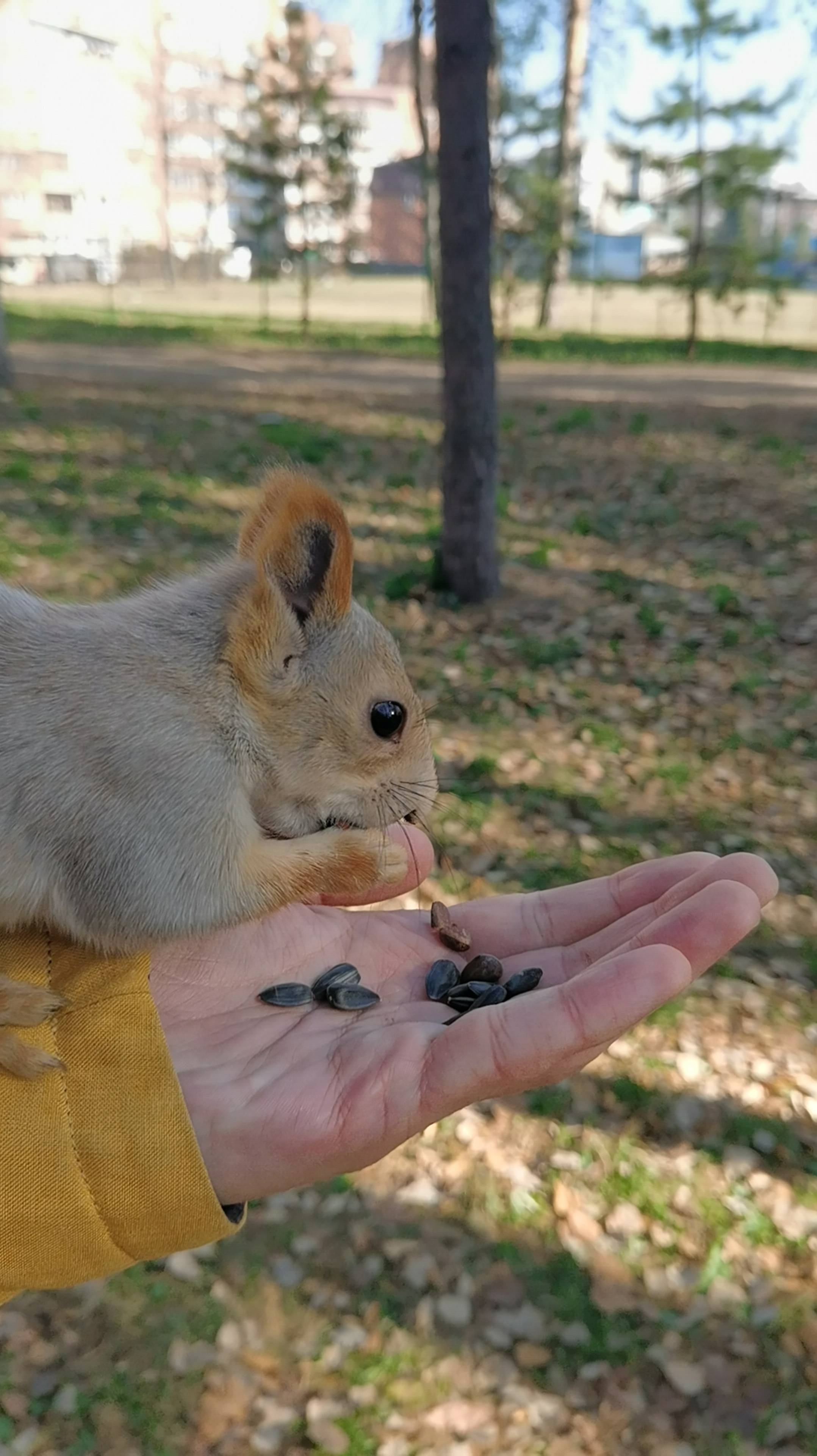Белка в Тимирязевском парке