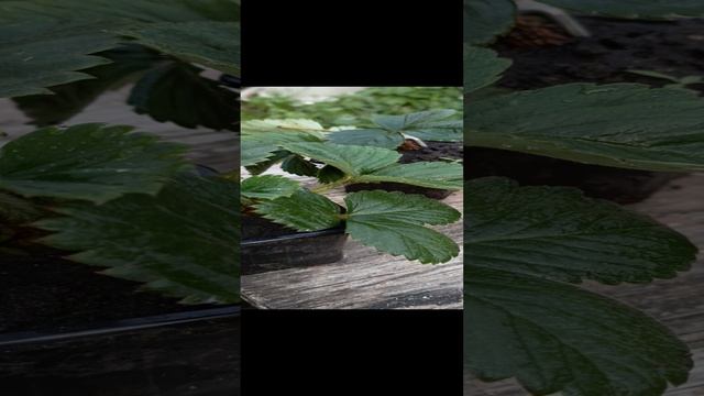 Земляника садовая Азия Черенкование