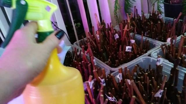 Укоренение черенков винограда сезон 2020