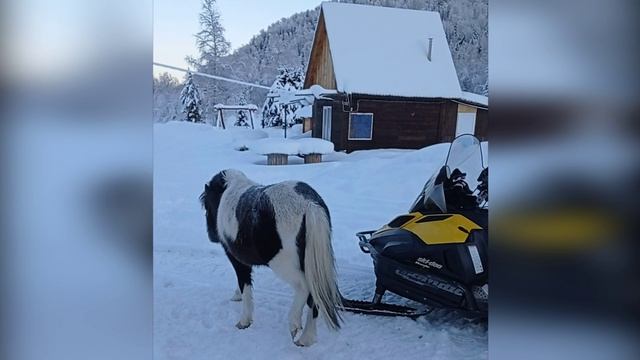 Республика Алтай. п. Каракокша. Форелевое хозяйство Шмырина Александра Савельевича.