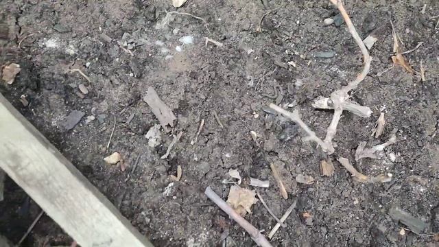 Апрель 2023. Открываем виноград после зимы.