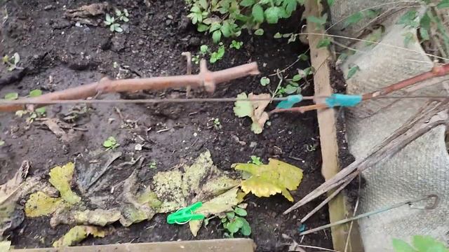 Октябрь 2022. Обзор виноградника. Обрезка молодых кустов. Часть 1