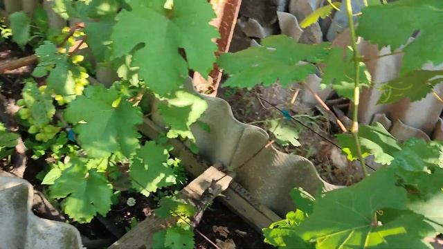 Часть 2. Виноградник ОГ. Конец июля 2022.