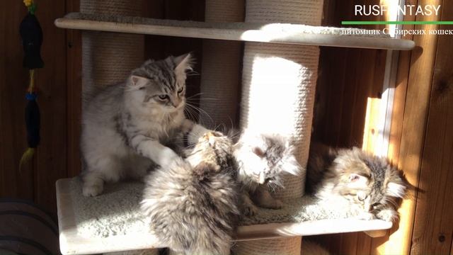 Утро в  RusFantasy