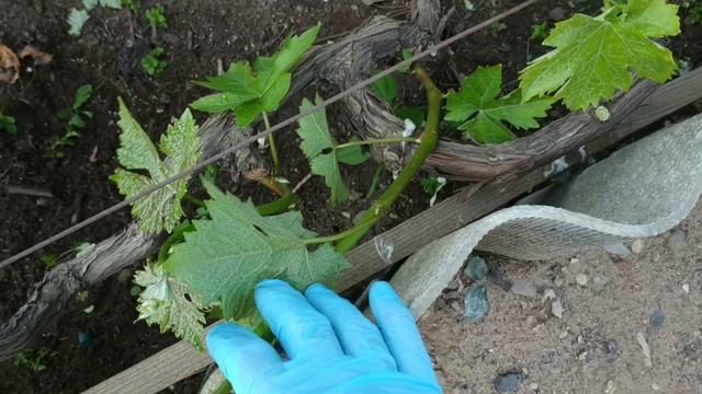 Формирование куста винограда зелёными побегами. Июнь 2020.