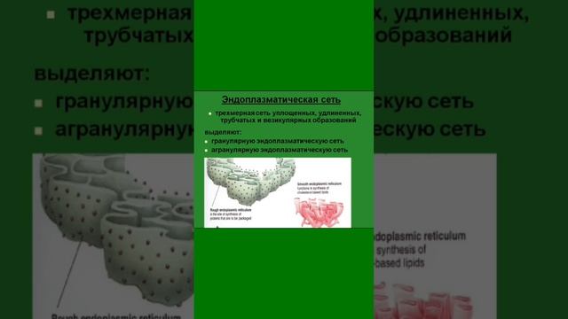 Эндоплазматическая сеть. Виды