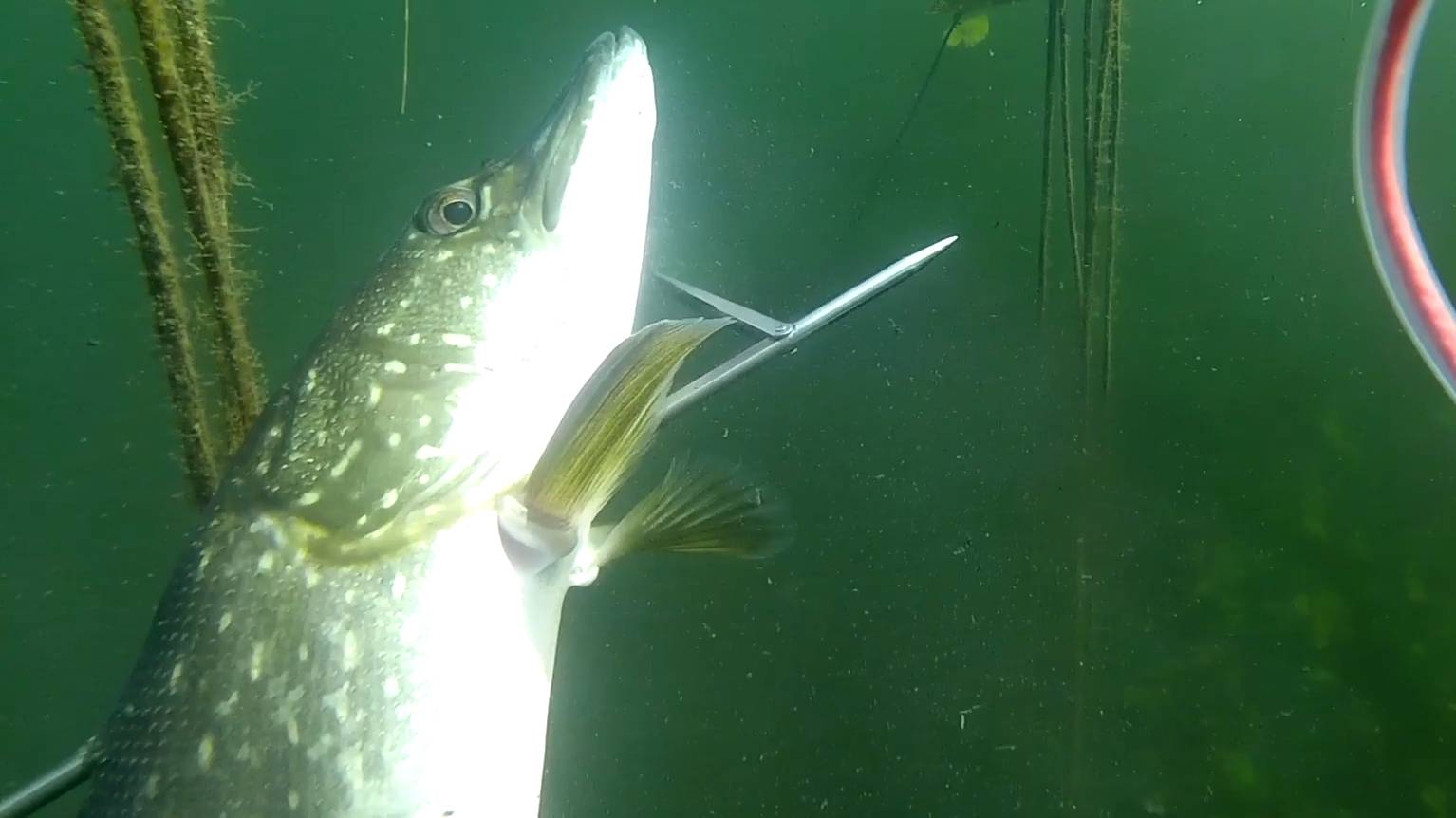 Подводная охота Подборка хороших выстрелов