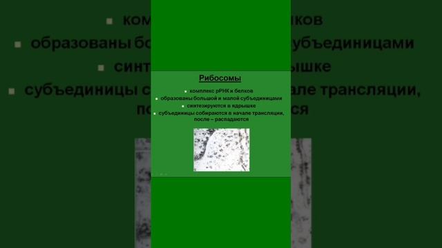 Рибосомы. Строение