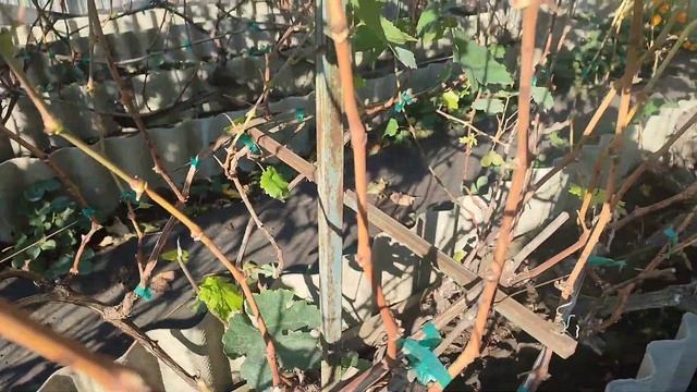 Обрезать лозу или не обрезать . Обзор виноградника. Советы. Октябрь 16  2023 год.