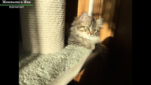 Женевьева и Жак  RusFantasy