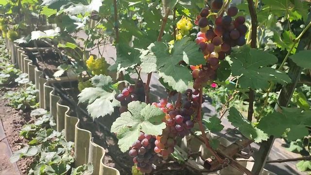 Август. Осы..., мешочки от ос. Обзор виноградника. 23.08.2023