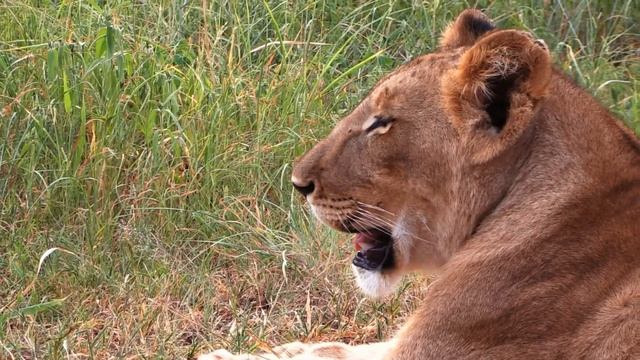 Зимбабве. Африканская прогулка в экстравагантной компании.
