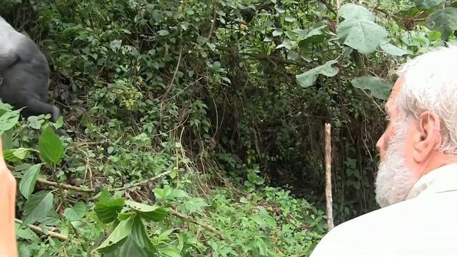 В поисках горных горилл Уганды