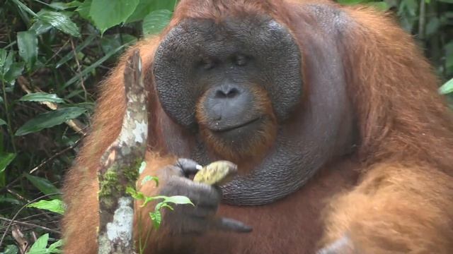 Индонезия. Калимантан. Недетское путешествие .