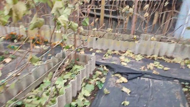 Октябрь 23. Начинаю обрезку виноградника.