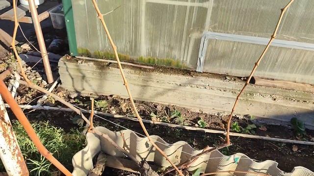 Середина октября 2024. Обрезка кустов винограда.